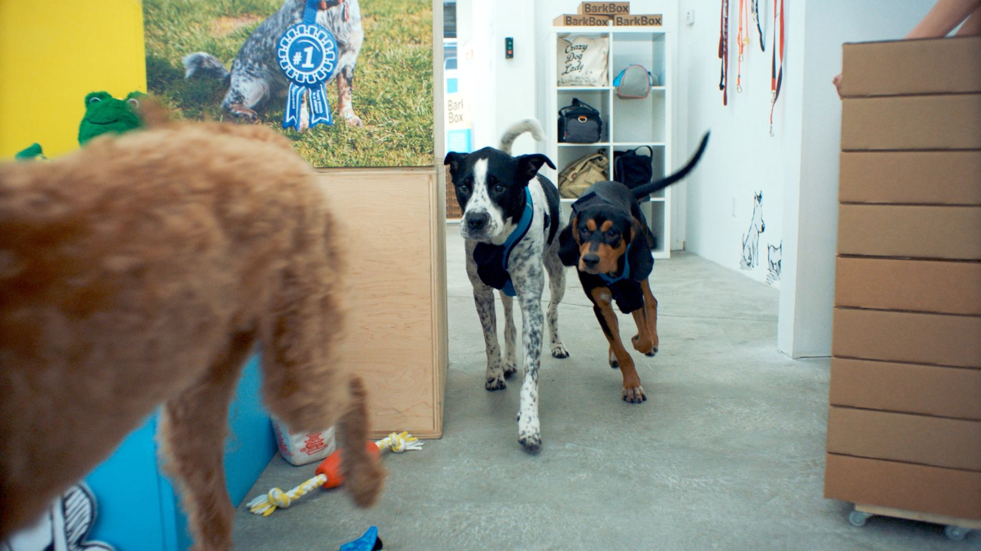 New Pop-Up Shop Uses RFID To Discover Fido's Favorite Toy - Retail ...