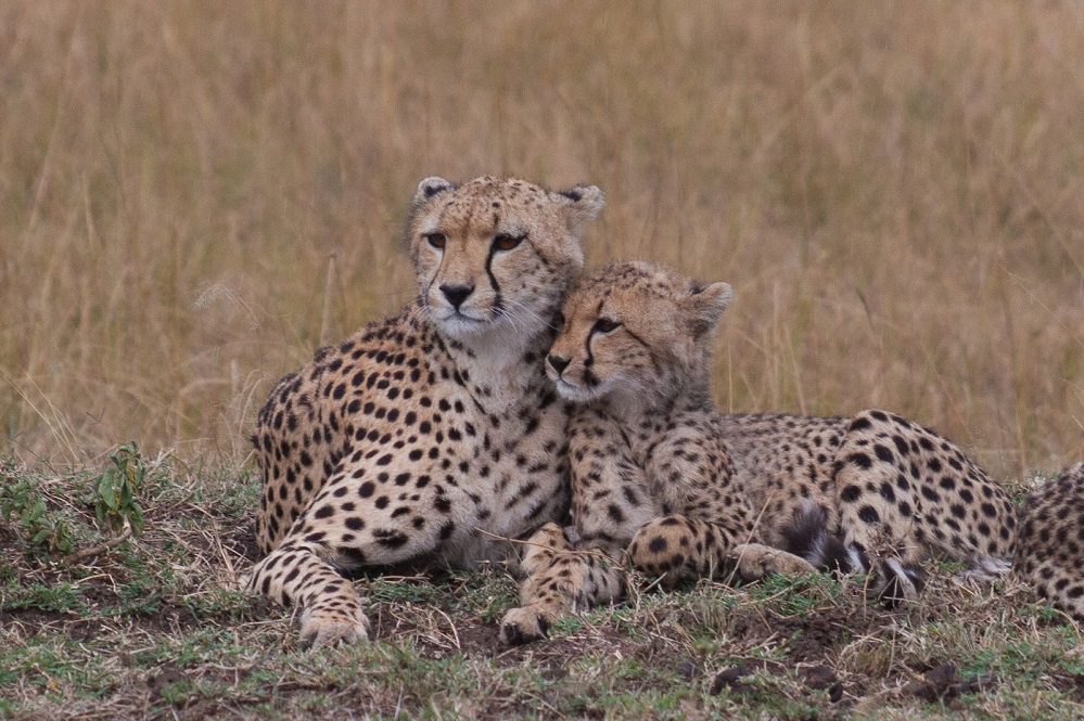 Translating Consumers’ Animal Content Obsession into Charitable and ...